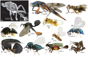 Collection methods and identification of parasitic wasps, with special ...