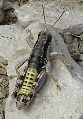 Orthoptera Taxonomy and Conservation - DEST (Distributed European ...