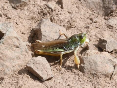 Orthoptera Taxonomy and Conservation - DEST (Distributed European ...